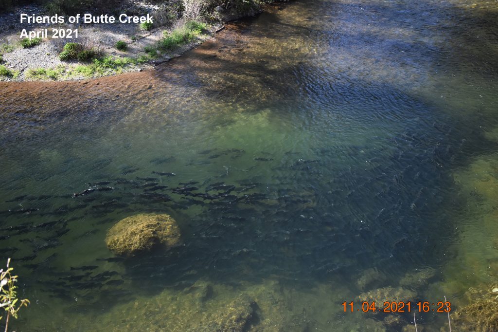 The 2021 Return! | Friends of Butte Creek